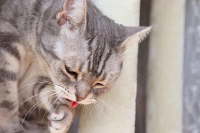Is Your Cat's Vomiting Actually Normal, or a Sign of Something More ...
